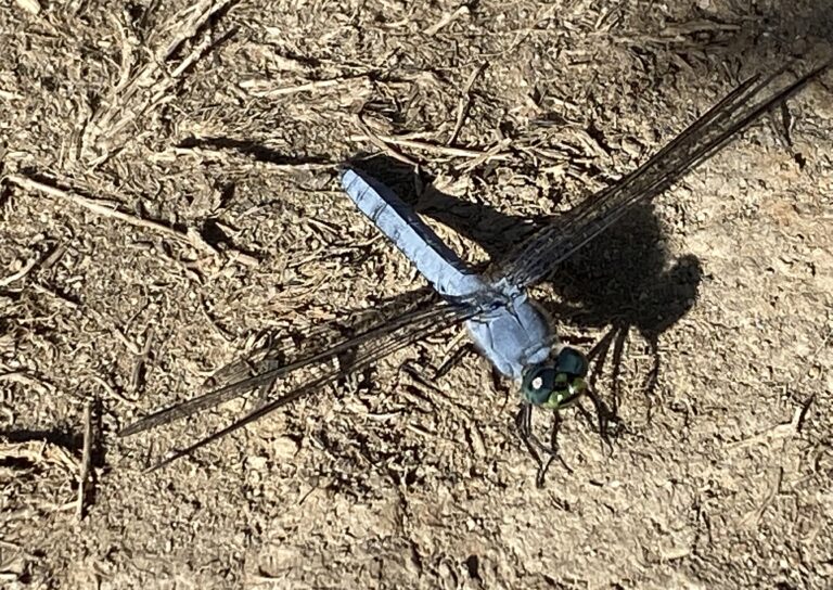 Valhalla Supermassive - Valhalla DSP